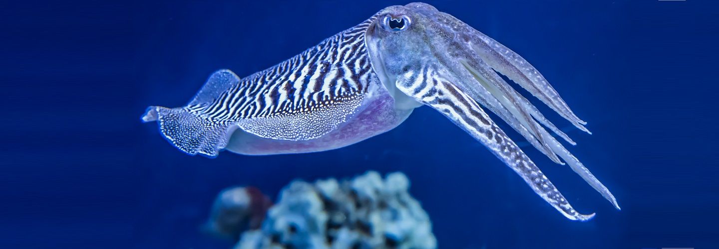 Cuttlefish: Chameleons of the sea • City St George's, University of London